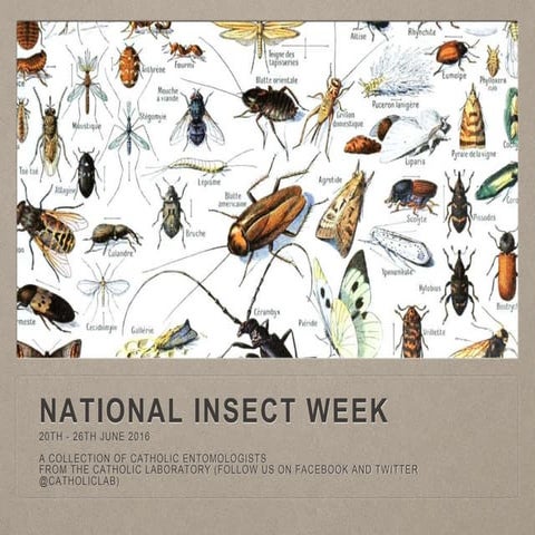 National Insect Week 2016 | PPTX
