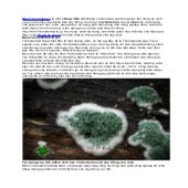 Nấm trichoderma là gì, tác dụng và cách sử dụng hiệu quả | PDF