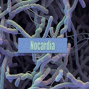 Nocardia.pptx