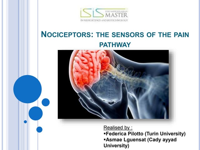 Pain physiology | PPTX