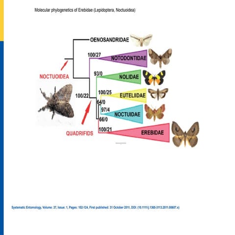 Noctuoidea presentation in the philogenetic | PPTX
