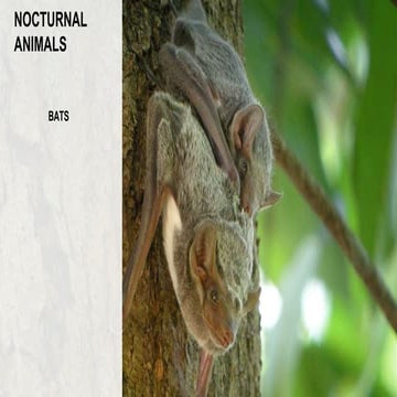 Nocturnal animals | PPTX