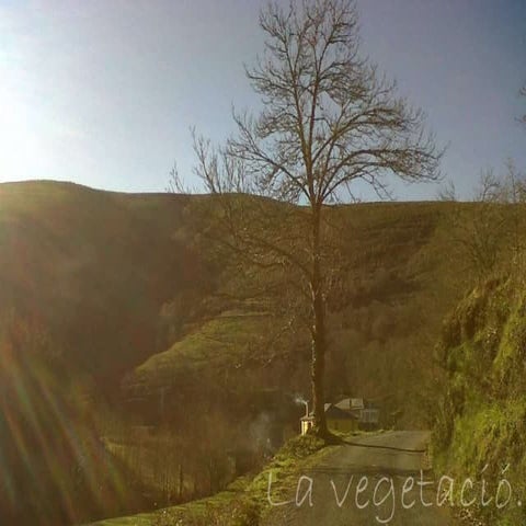 LA VEGETACIÓ by Noelia quevedo i elisabeth pérez | PPTX