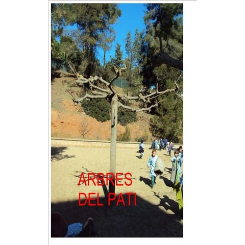 Nom dels arbres | PPT