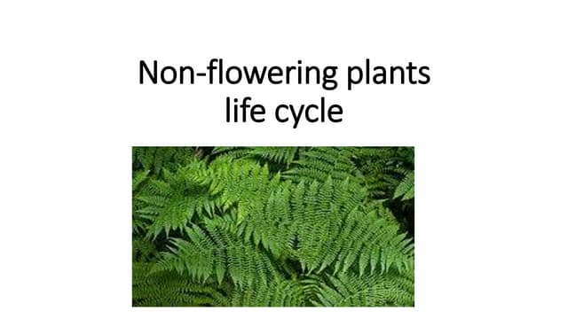 FLOWERING AND NON-FLOWERING PLANTS.pptxFLOWERING AND NON-FLOWERING ...