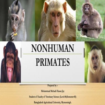 Nonhuman primates | PPTX