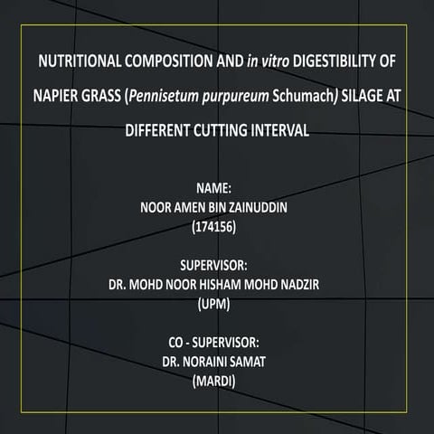 Noor Amen Viva Slide Presentation | PPTX