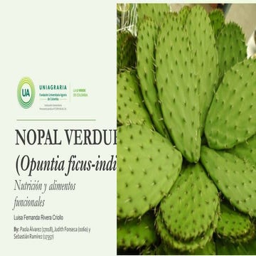 Explicación sobre el Nopal y características | PDF