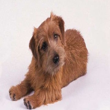 Norfolk Terrier Dog Breed Pictures | PPTX