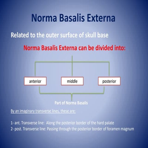 norma b extrnaالثالثه تشريح راس.pptx