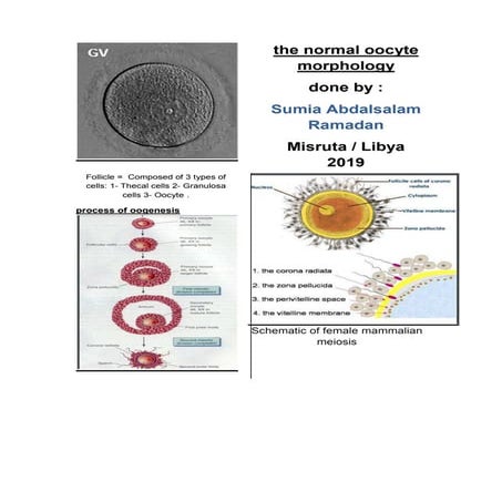 Normal and abnormal oocyte morphology | PDF