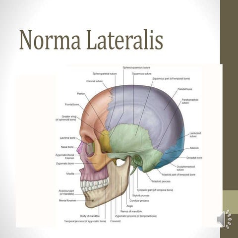 Lecture 2- Anatomy of Ureter, Urinary Bladder & Urethra.ppt