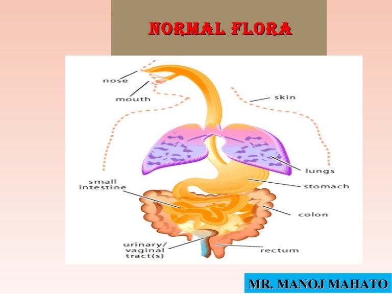 Normal flora by manoj