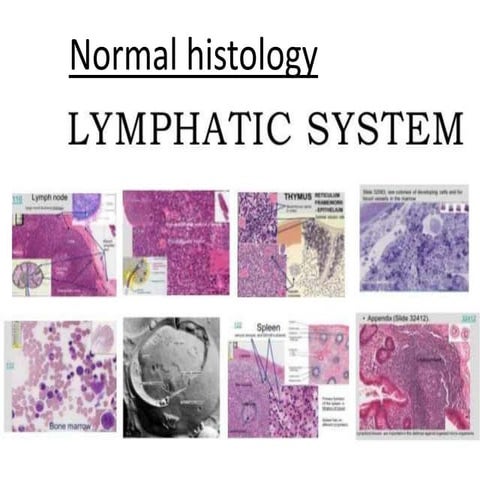 Normal histology of lymphatic system | PPTX