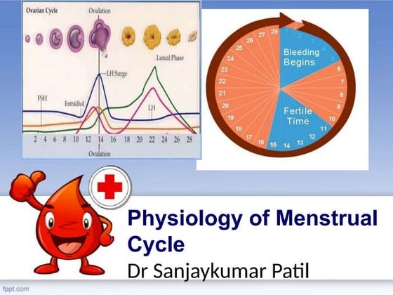 Menstrual Cycle | PPT