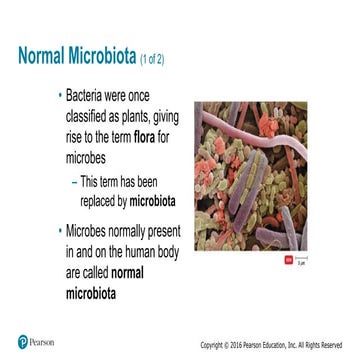 Our relationship with our normal microbiota | PPTX