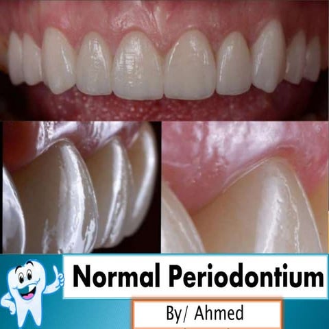 Normal periodontium | PPTX