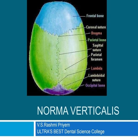 Norma Verticalis | PPTX