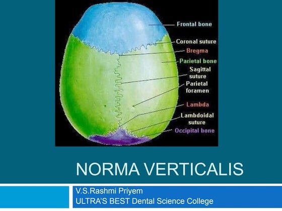 Anatomy head and neck (norma occipitalis) pptx | PDF