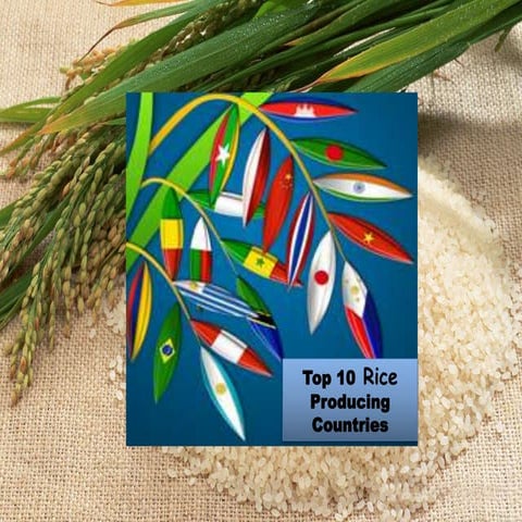 Rice in North america | PPT