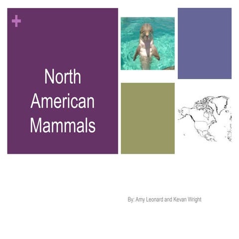 North American Mammals | PPT