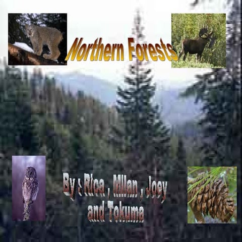 Northern Forests Presentation | PPT