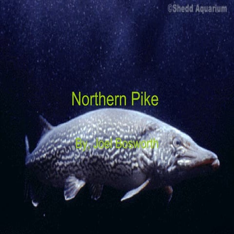 Northern Pike | PPT