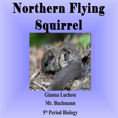Northern flying squirrel Gianna | PPT