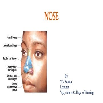 Nose Anatomy External
