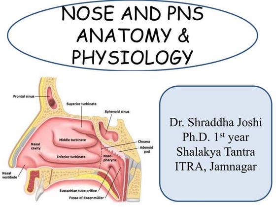 Nasal Anatomy And Physiology Human Nose Anatomy Photos And Images