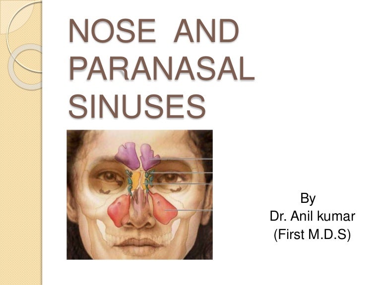 Anatomy Of The Nose And Paranasal Sinuses