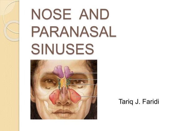 Anatomy of para nasal sinuses | PPT