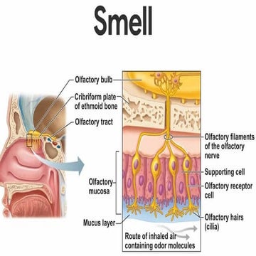 Nose and olfaction- sense of smell (sense organ) | PPTX
