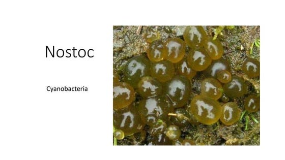 Charophyta | PPT