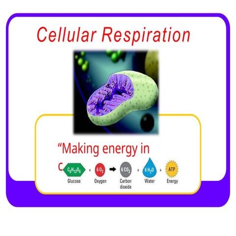 notes cell respiration mitochondria.pptx