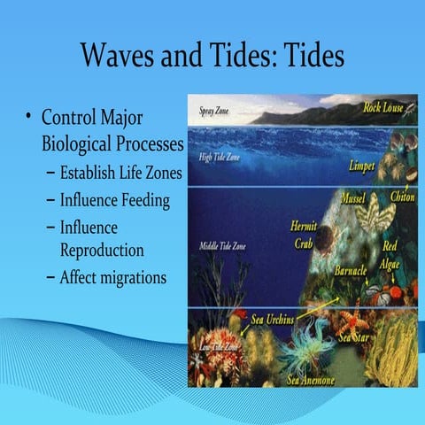 Notes about the Tides | PPT