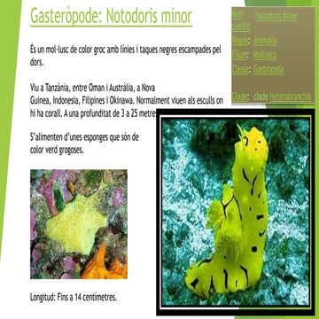Notodoris minor | PPTX