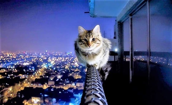 Cani e-gatti | PPS