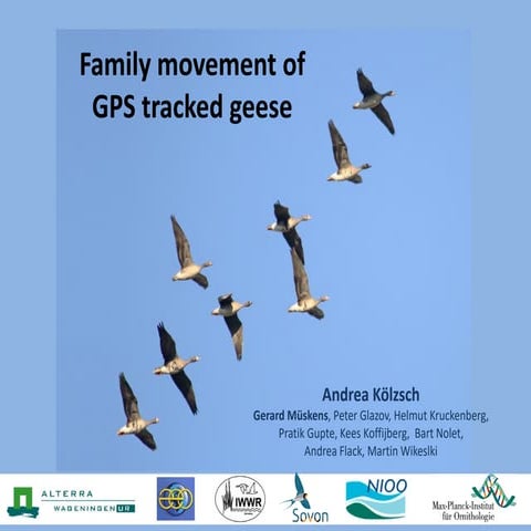 Family movement of GPS tracked geese | PPT