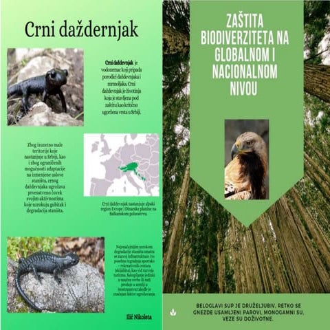 Crni davzdenjak | PPTX