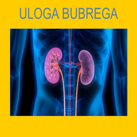 Uloga bubrega | PPT