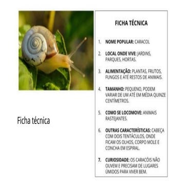 aula verbete de dicionário ficha técnica.pptx