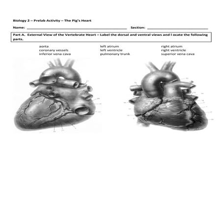 Practical 1 pig heart dissection | PPTX