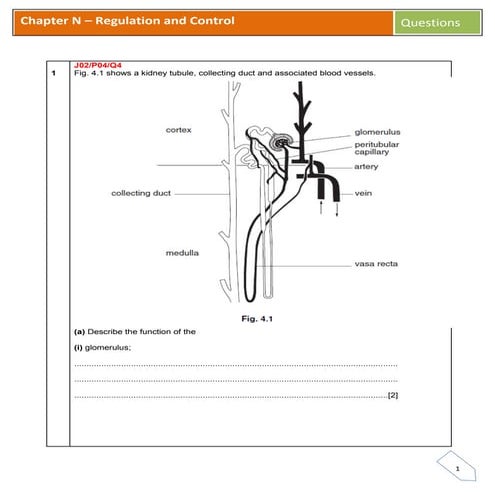 N regulation & control A LEVELS | PDF