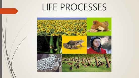 Living and non living things | PPT