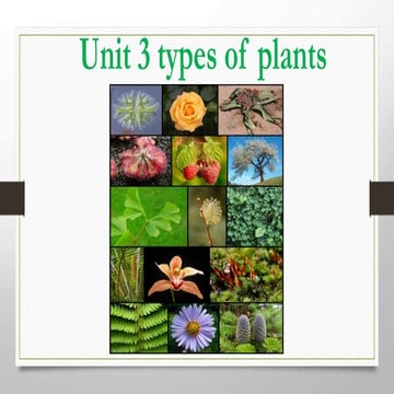 Ns 3 unit 3 types of plants 20 21 | PPT