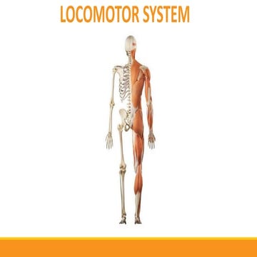 Ns3 unit 4 locomotor system | PPTX