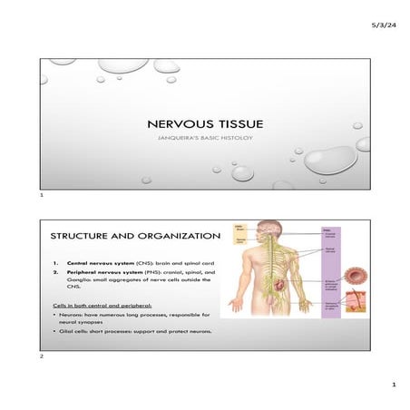 A&P Nervous Tissue PPT | PPTX