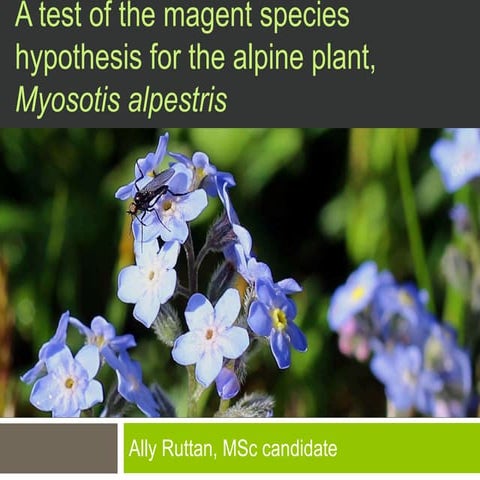 A test of the magnet species hypothesis for the alpine plant, Myosotis ...