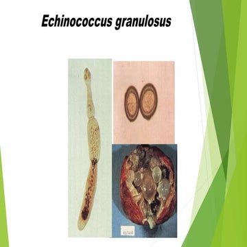 echinococcus granulosus | PPTX | Lung and Respiratory Health | Diseases and Conditions